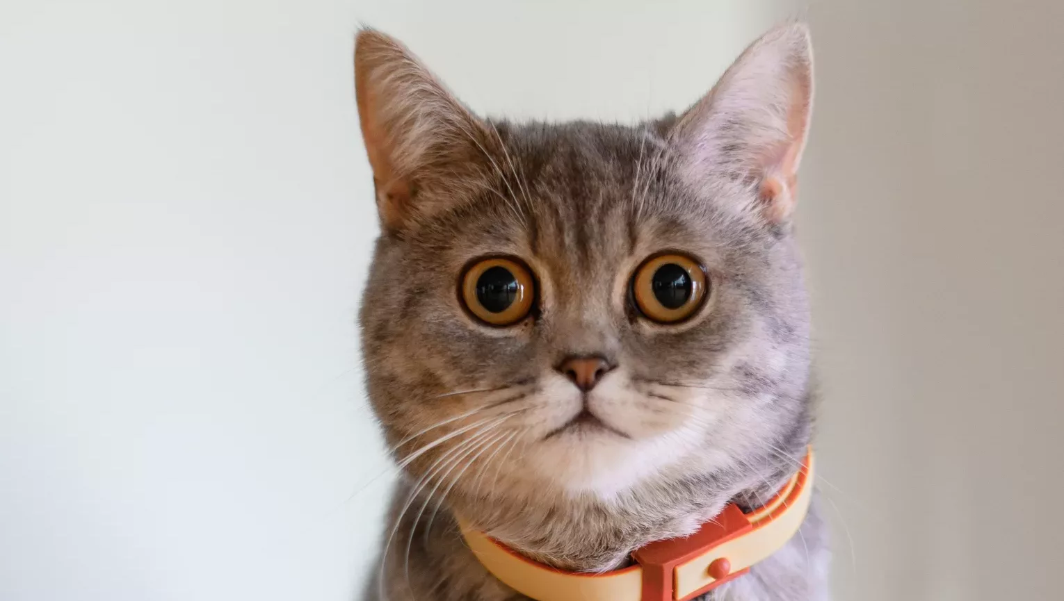 Cum sunt crizele de epilepsie la animale? Cum sunt crizele de epilepsie la animale?