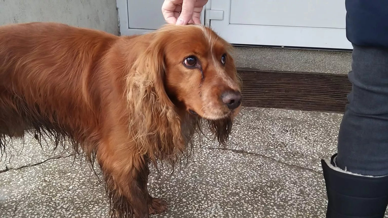 Finalul fericit al unui cățel găsit găsit pe străzile Bucureștiului ...