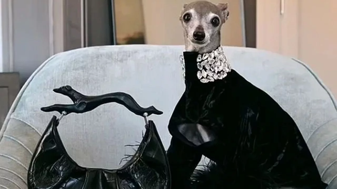 Tika, un ogar italian ne umilește cu garderoba sa. Nu o să poți chici ...