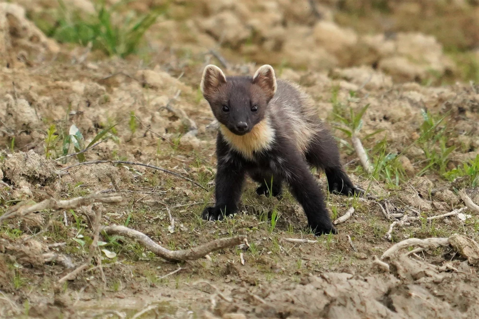 Jderul poate fi crescut ca animal de companie? - Animal Zoo