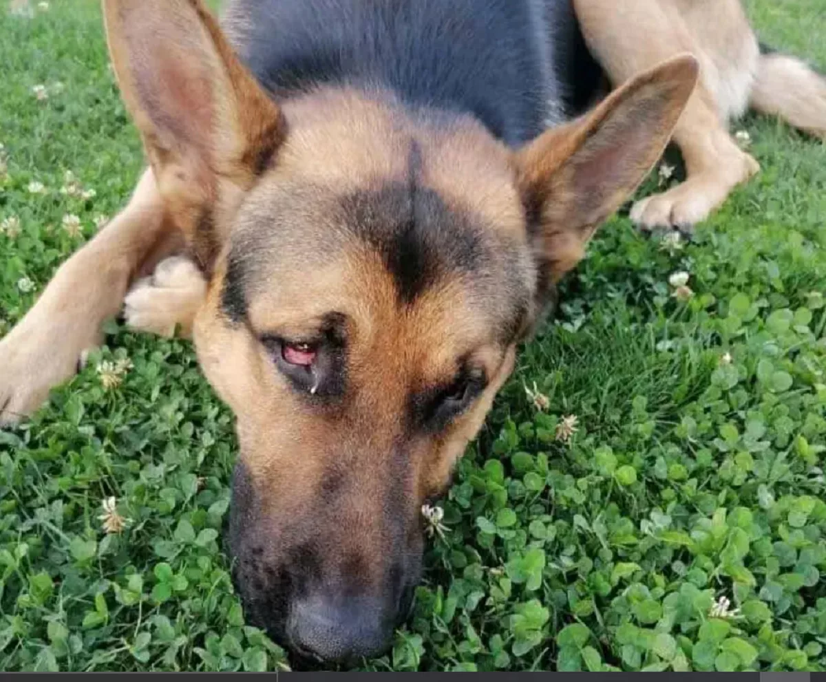 Bărbat din Botoșani, trimis în judecată după ce a lovit un câine