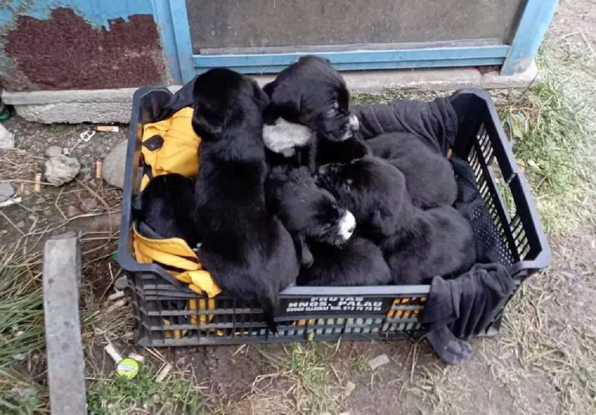 130 de animale aflate în situații de pericol au fost salvate