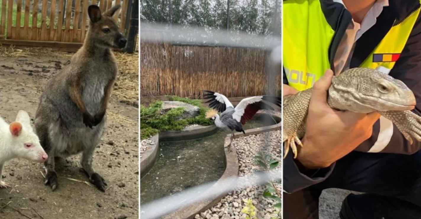 Lista animalelor exotice ce se ascund în casele românilor