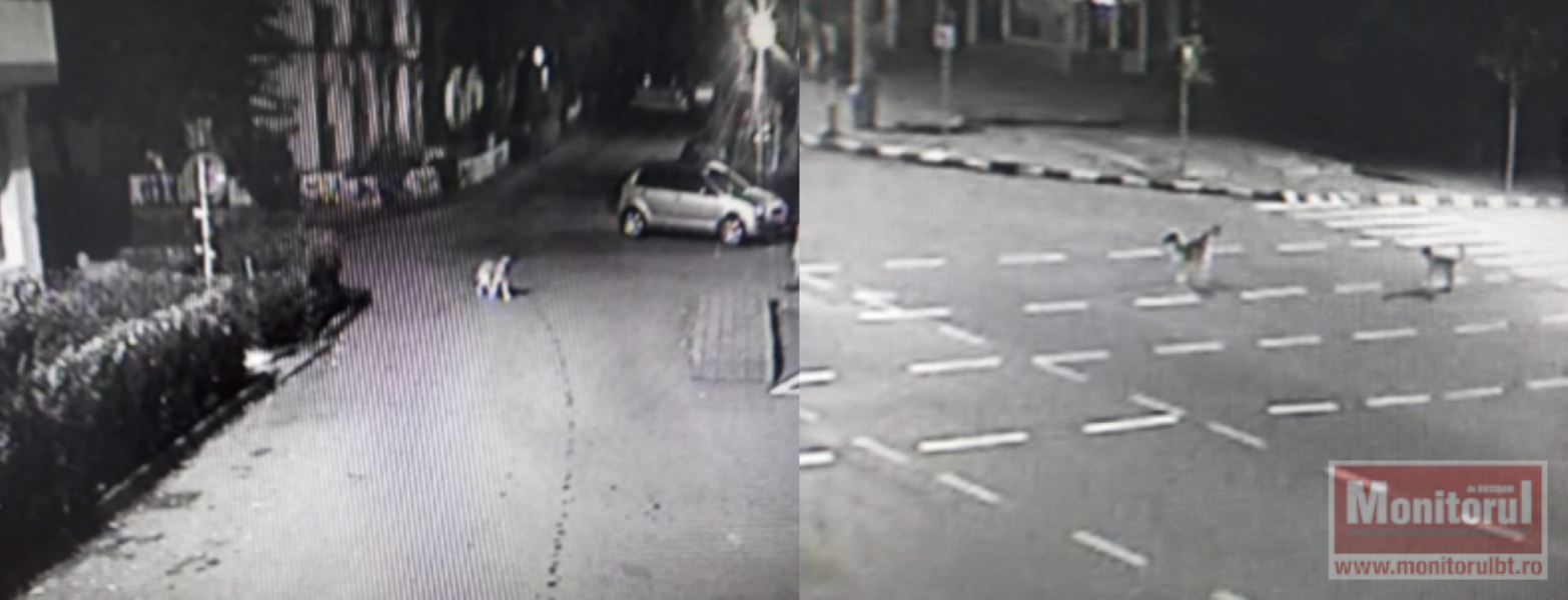 Câini prinși cu ajutorul sistemului public de supraveghere