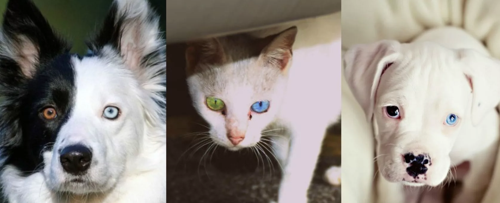 Animale incredibil de frumoase cu două culori diferite ale ochilor