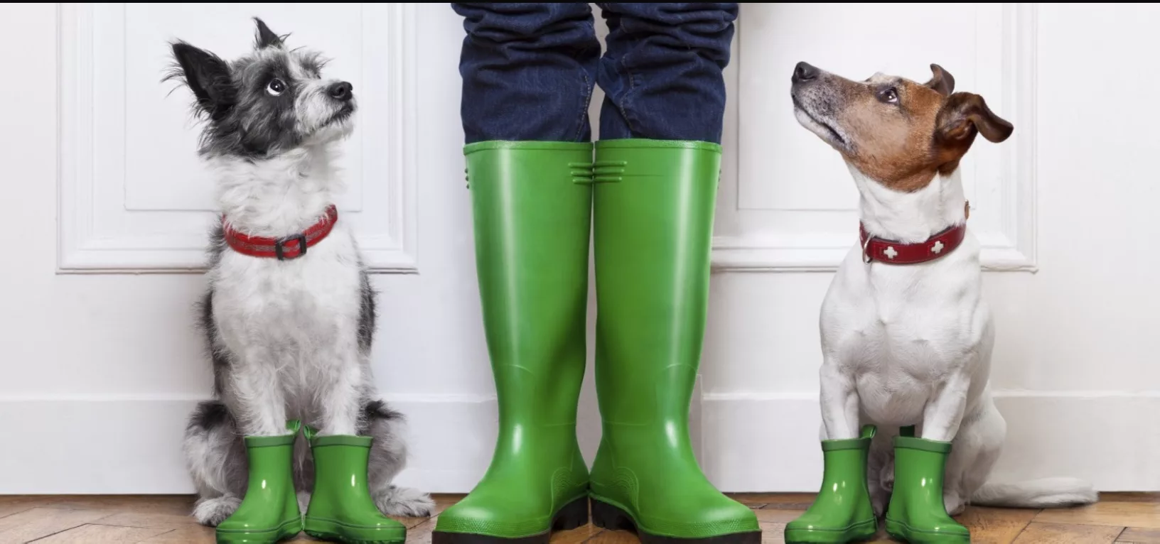 Ce spun animalele noastre de companie despre noi?