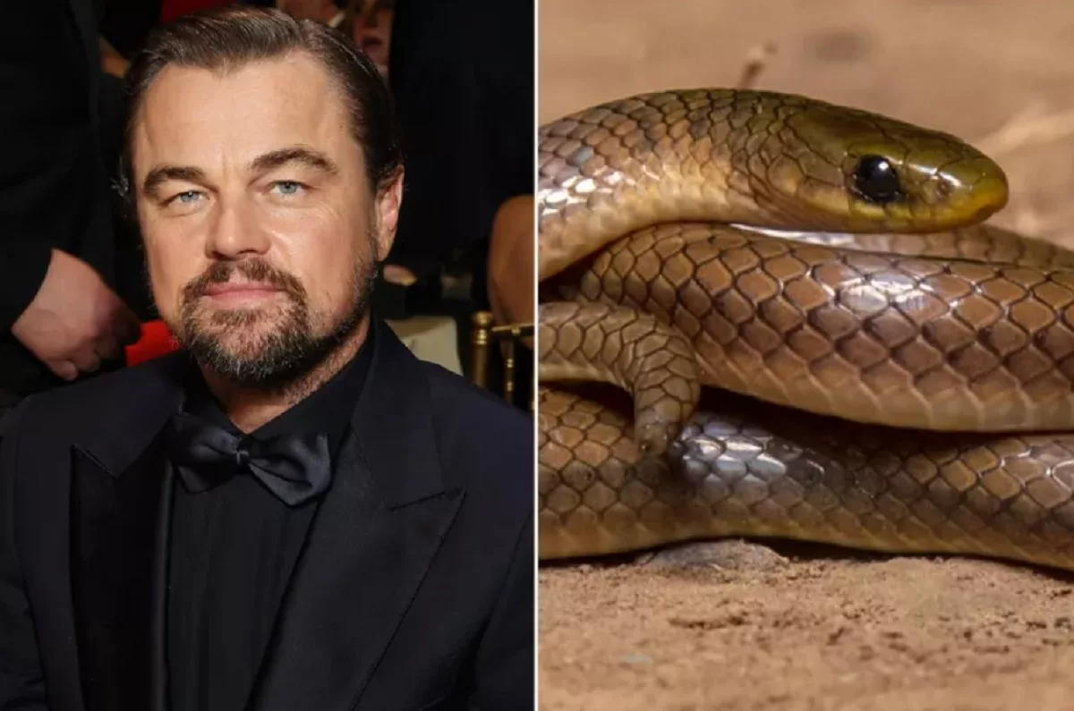 O specie de șarpe recent descoperită poartă numele lui DiCaprio